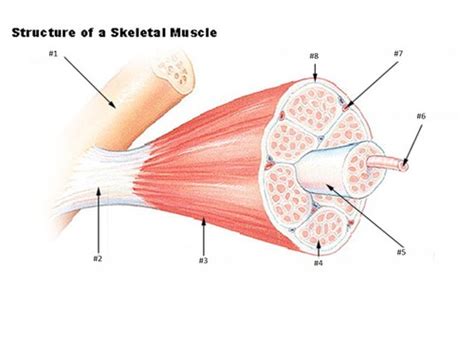 Bio 201 Lecture Exam 3 Flashcards Quizlet