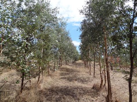 Plant New Forests Reduce Co2 In Beacon Climate Action