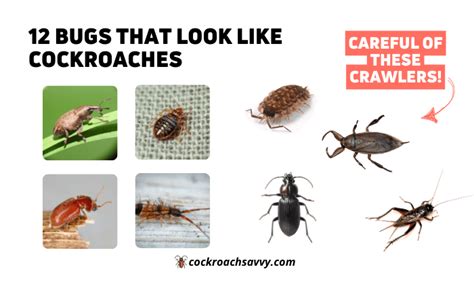 12 Bugs That Look Like Cockroaches Careful Of These Crawlers