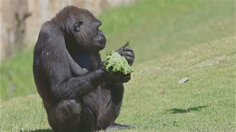Gorillas In A Troop Watch Amazing Video About Gorrilas Youtube