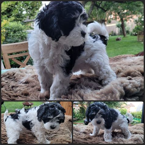 Cockapoo Aus Nrw Cockapoo
