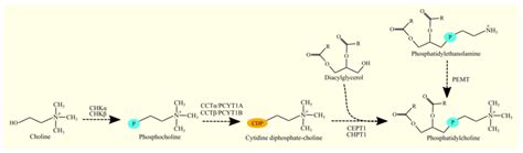 Biosynthesis Of Pc The Biosynthesis Of Pc Occurs In The Kennedy