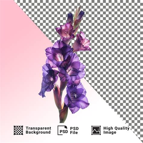 Premium Psd Gladiolus Flower With A Green Stem Isolated On
