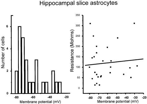 The Heterogeneous Distribution Of Astrocyte Resting Potentials Is Not