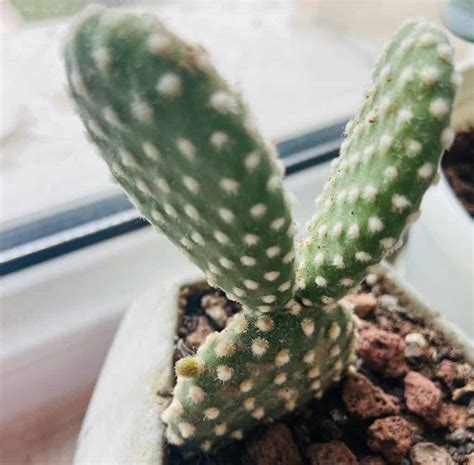 Opuntia Microdasys Albata The Furry Cactus That Will Make You Think Twice Succulent Alley