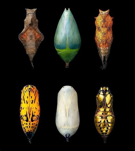 Difference Between A Chrysalis And A Cocoon Hasma