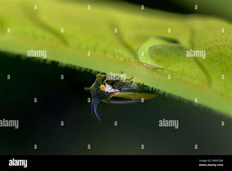Thorn Mimic Tree Hopper Undre The Plant Leaf This Is The Sucking