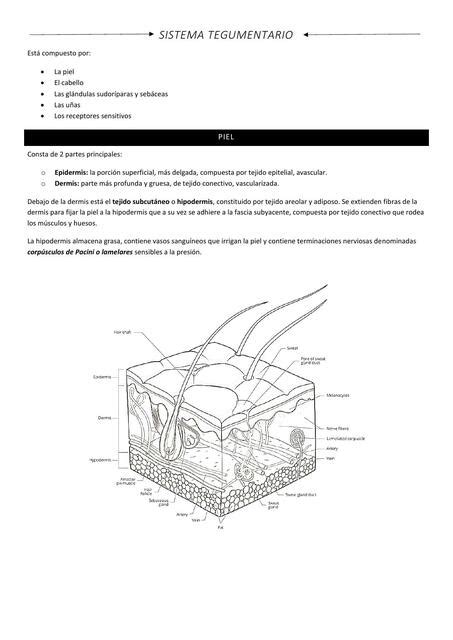 Sistema Tegumentario Celeste Codutti UDocz