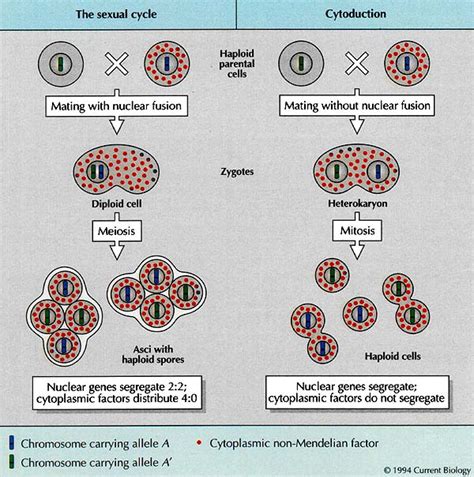 Cytoplasmic Inheritance Prion Like Factors In Yeast Current Biology