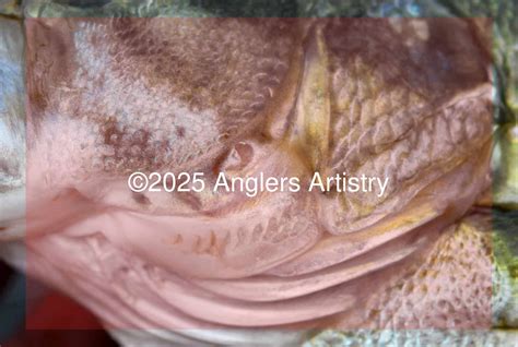 Reference Photo Of Spotted Bass 9569 Anglers Artistry