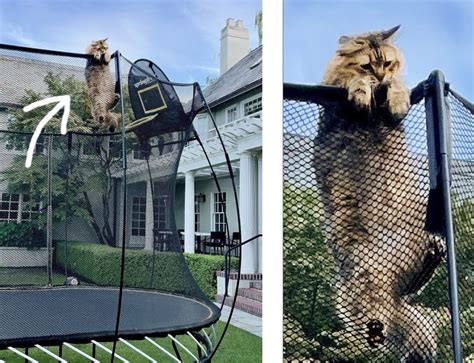 Trampoline Kitty Gets A Catio Catio Spaces