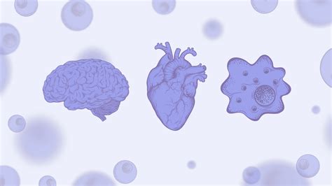 Isolate And Measure Extracellular Vesicles And Nanoparticles