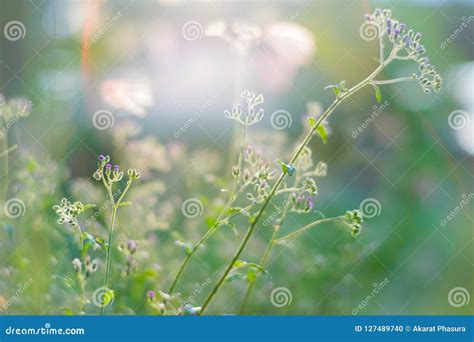 Tiny Megenta Grass Flower Cyanthillium Cinereum Also Known As Stock