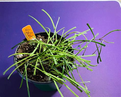 ️ How Do I Propagate My Hoya Retusa