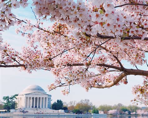 Where To Find Cherry Blossoms In Washington Dc Meaghan Webster Public Affairs