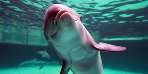 A Sexually Frustrated Dolphin Forced A French Town To Shut Down Beaches