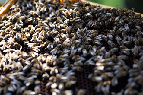 Busy Bees Buzzing Around On A Honeycomb Frame In A Natural And Beautiful Setting Stock Image
