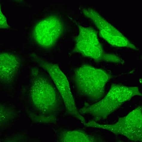 Molecular Probes Phrodo Red And Green Am Intracellular Ph Indicator