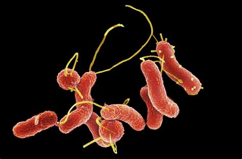 How Antibiotics Can Reduce Gastric Cancer In China Edgenomics Posted On The Topic Linkedin