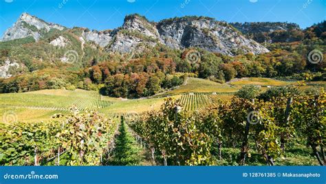 La Vigna E La Montagna Di Panorama Abbelliscono Nelle Alpi Svizzere In