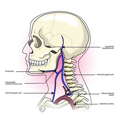 Left External Jugular Vein Anatomy Location Neck External Jugular Vein Platysma