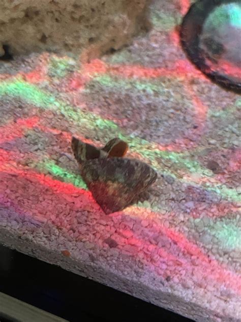 Dead Trochus R Reeftank