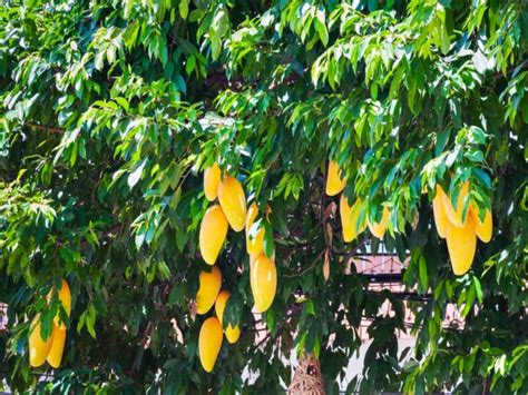 45 Types Of Mangoes 🥭 A To Z Photos Defined Butter N Thyme