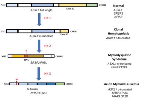 Harnessing The Power Of Induced Pluripotent Stem Cells And Gene Editing