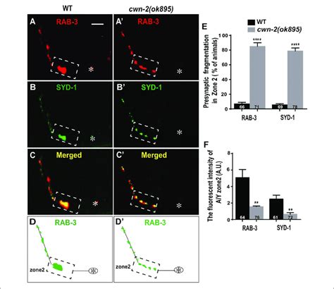 Cwn 2wnt Is Required For Presynaptic Active Zone Clustering A C