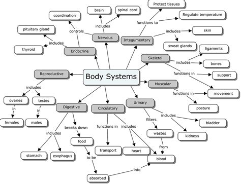 Nervous System Concept Map Answers Biology Corner