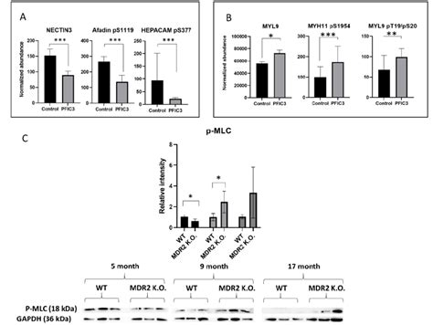 Cell Adhesion And Cytoskeleton Alterations In Pfic3 Liver Samples A