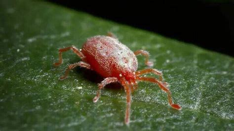 What Do Chigger Bites Look Like When Are They Out In Texas Fort