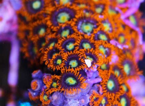 The Ultimate Zoanthid Coral Care Guide