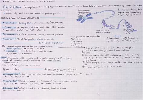 Chapter 7 DNA BIOL 1408 Studocu