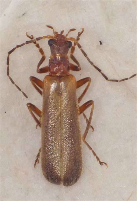 Coleoptera Skalbaggaröversikt