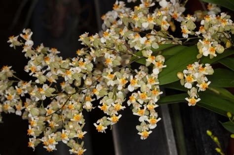 Oncidium Twinkle White Fantasy Fragrant Orchid Orchh3t1f5