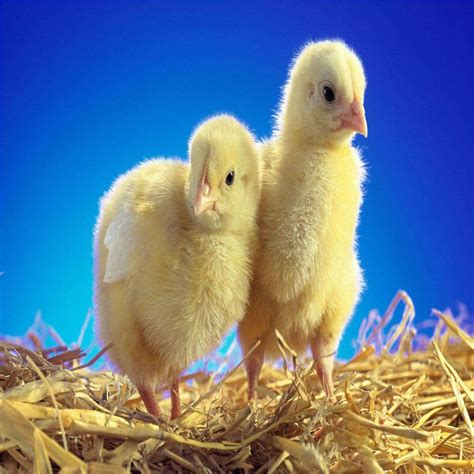 Technical High Quality Earth Quake Resistance Chicken Houseduck Housepoultry Equipment