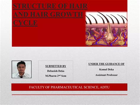 Structure Of Hair And Hair Growth Cycle Ppt