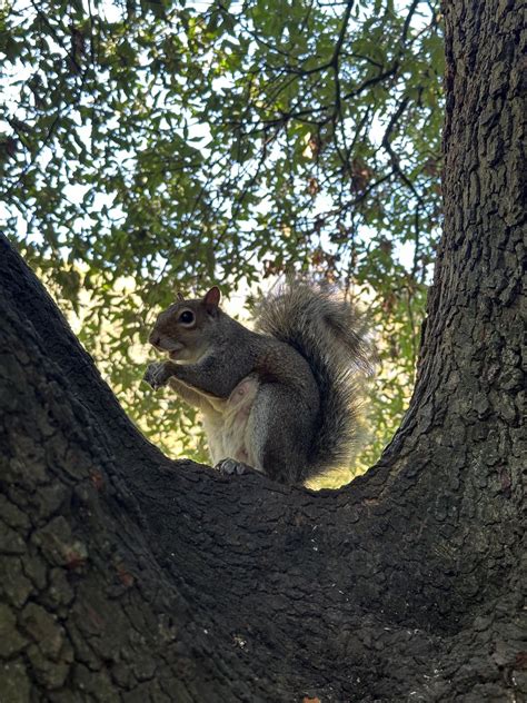 A Snack For Mama Squirrel Rsquirrels