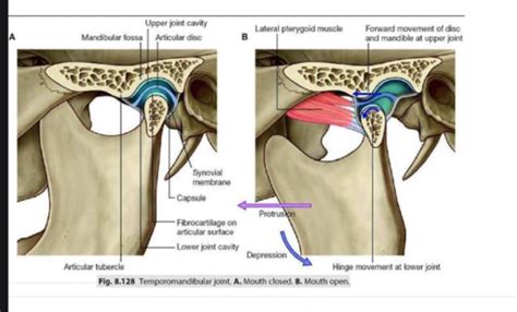 Block 7 Ppc Omm Tmj Evaluation And Treatment Flashcards Quizlet