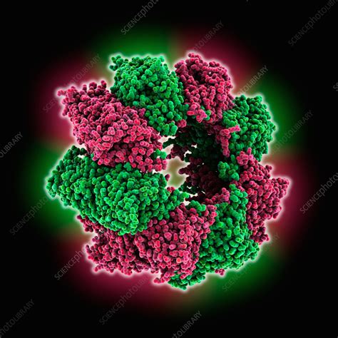 Human Tric Chaperone T Complex Protein 1 Molecular Model Stock Image