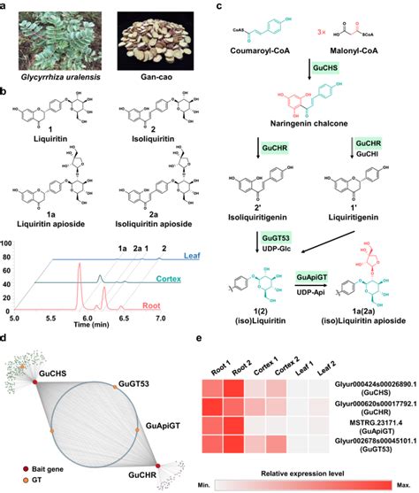 豆科植物黄酮类芹苷生物合成中缺失的芹菜苷化步骤的见解nature Communications X Mol