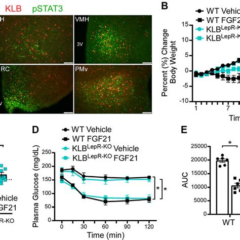 Fgf21 Signals To Leptin Receptor Expressing Cells To Promote Weight