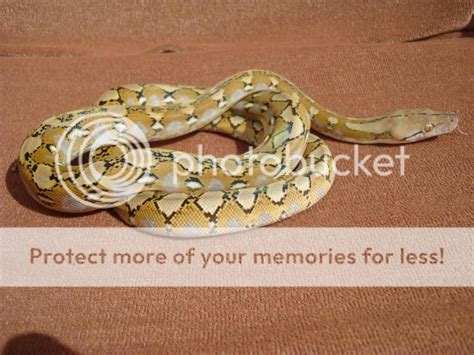 Dwarf Platinum Retic Reptile Forums