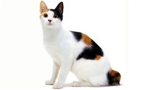 Korean Cat Breeds A Quick Overview Kitty Devotees