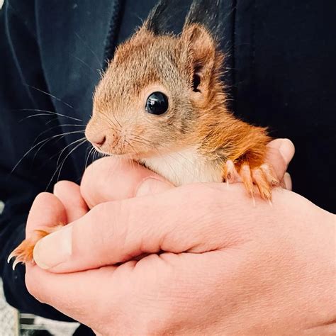 Grace on Twitter RT squirrel zigzag So so süß Cuteness