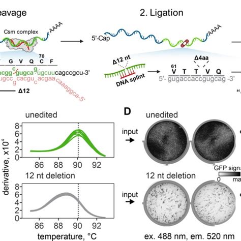 Programmed Deletion Of Specific Rna Sequence From The Sinv Gfp Genome