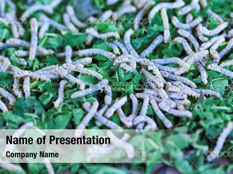 Mulberry Silkworm Larvae Leaves Closeup PowerPoint Template Mulberry