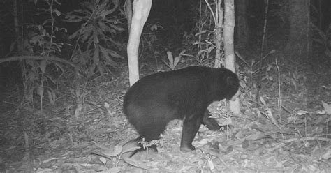 វត្តមាន ខ្លាឃ្មុំតូច ត្រូវបានប្រទះឃើញ នៅដែនជម្រកសត្វព្រៃភ្នំព្រិច Khmerload Cambodia Latest News