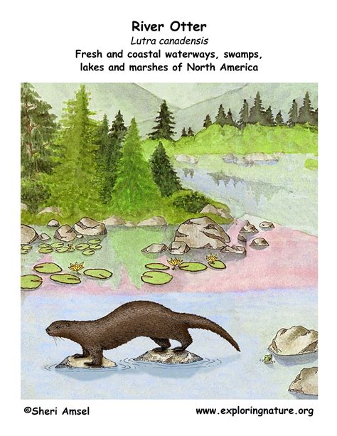 River Otter Habitat